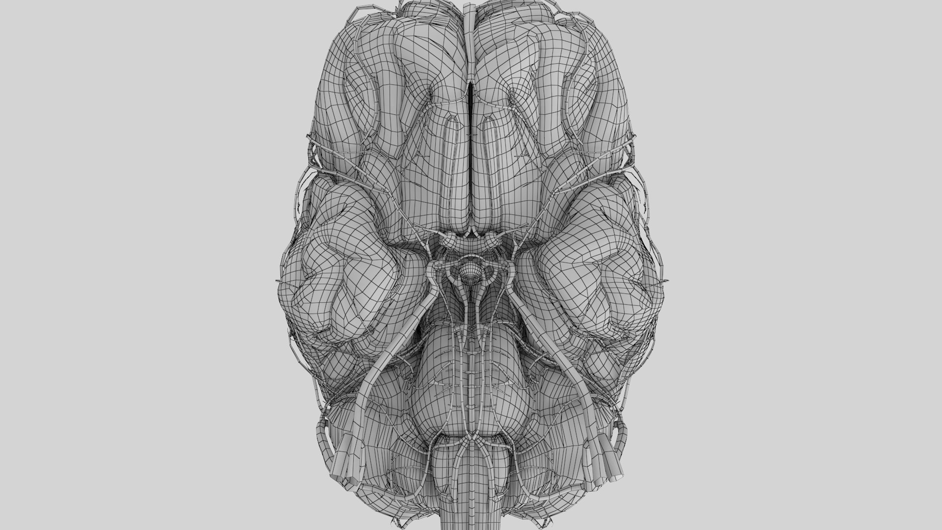 3D Model Human Brain Anatomy - TurboSquid 1437415