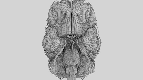 3D model human brain anatomy - TurboSquid 1437415