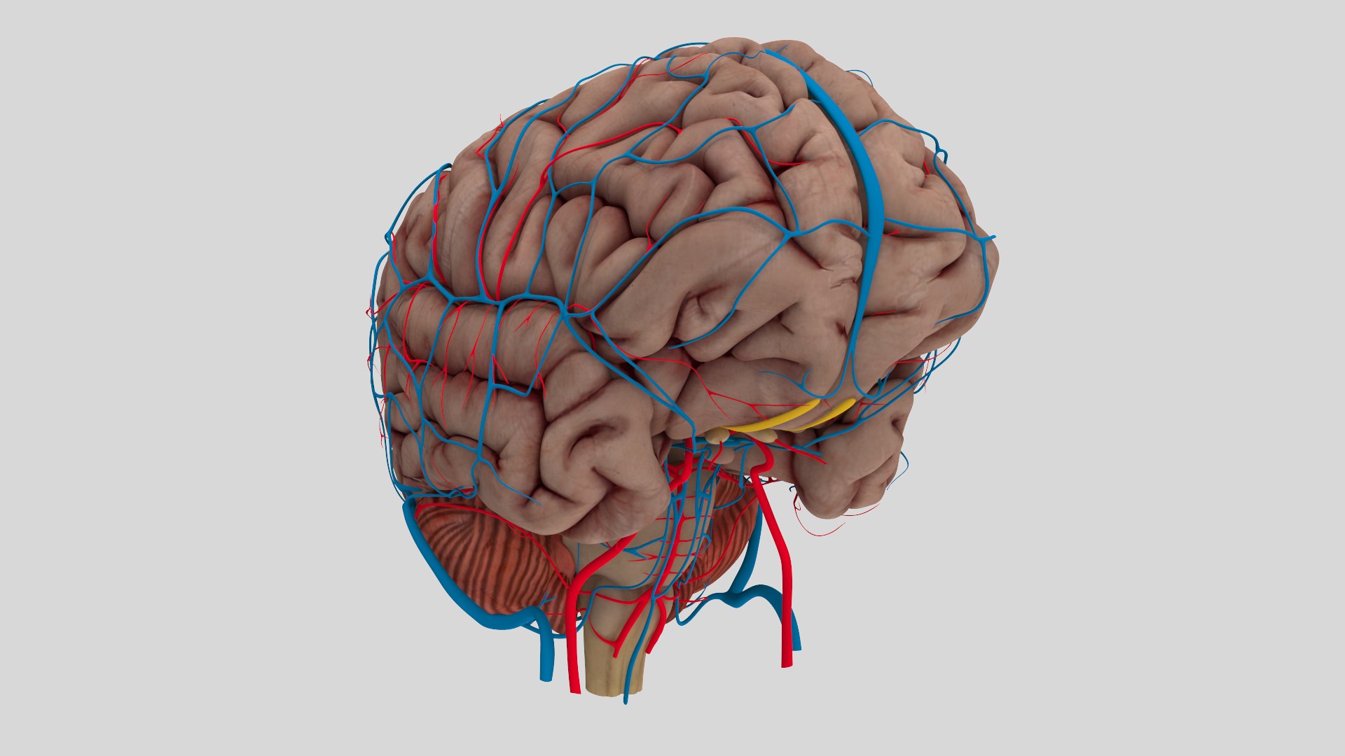 3D Model Human Brain Anatomy - TurboSquid 1437415