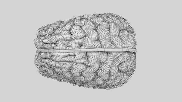 modelo 3d Anatomía del cerebro humano - TurboSquid 1437415