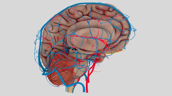 modelo 3d Anatomía del cerebro humano - TurboSquid 1437415
