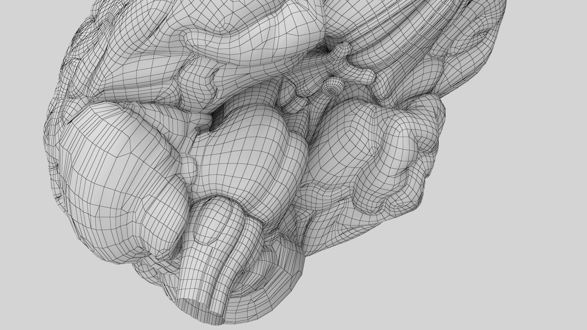 3D Model Human Brain Anatomy - TurboSquid 1437415