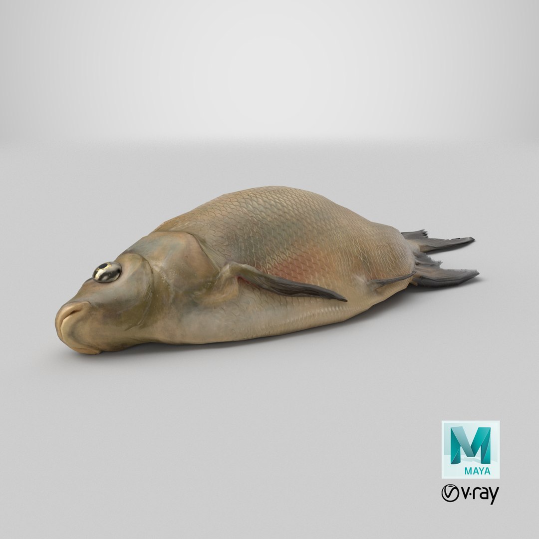 3D Model Caught Bronze Bream Fish Lying - TurboSquid 2158212