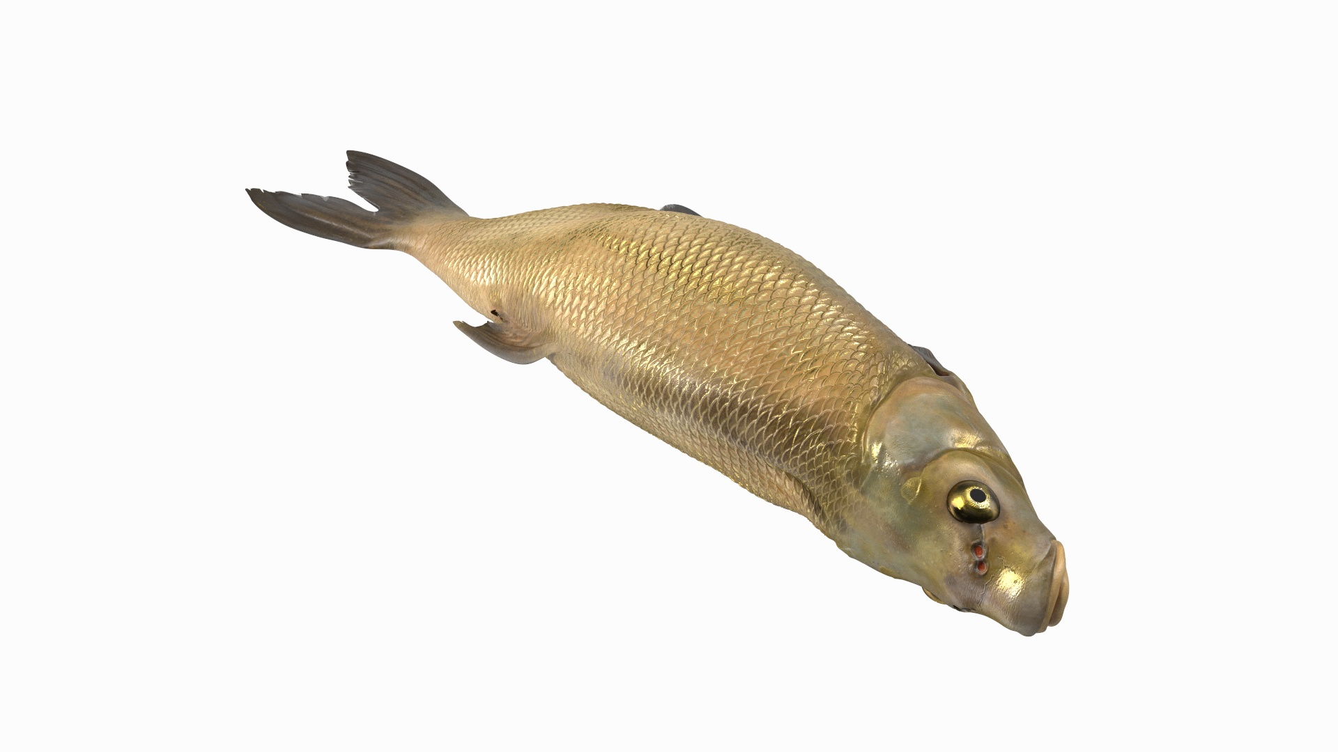 3D Model Caught Bronze Bream Fish Lying - TurboSquid 2158212