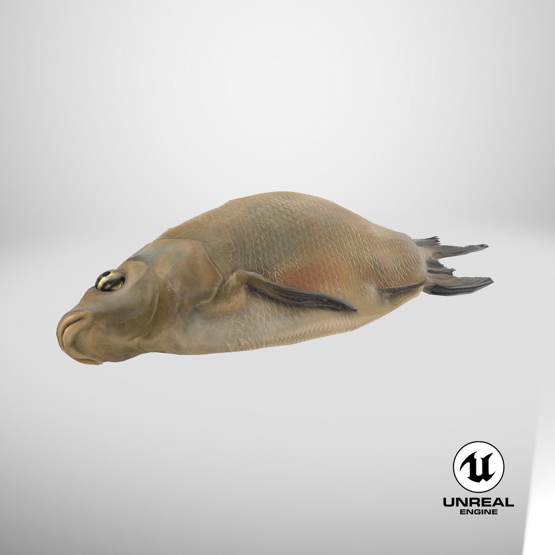 3D Model Caught Bronze Bream Fish Lying - TurboSquid 2158212