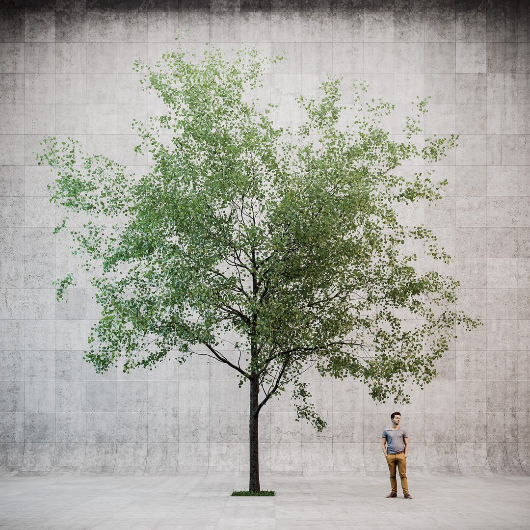 Linden Tree Leaf Model - TurboSquid 1535187