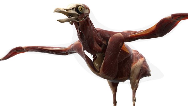 Seagull anatomy skeleton 3D model - TurboSquid 1525274