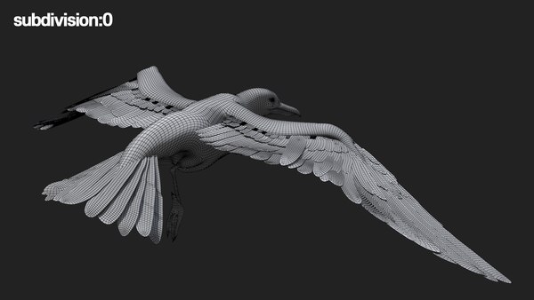 Seagull anatomy skeleton 3D model - TurboSquid 1525274