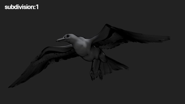 Seagull anatomy skeleton 3D model - TurboSquid 1525274