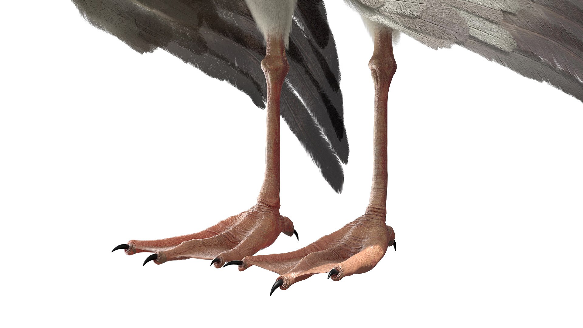 Seagull anatomy skeleton 3D model - TurboSquid 1525274