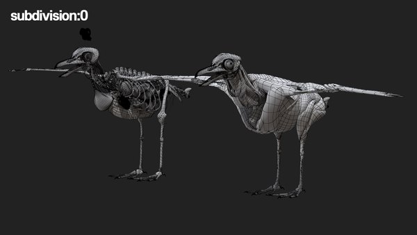Seagull anatomy skeleton 3D model - TurboSquid 1525274