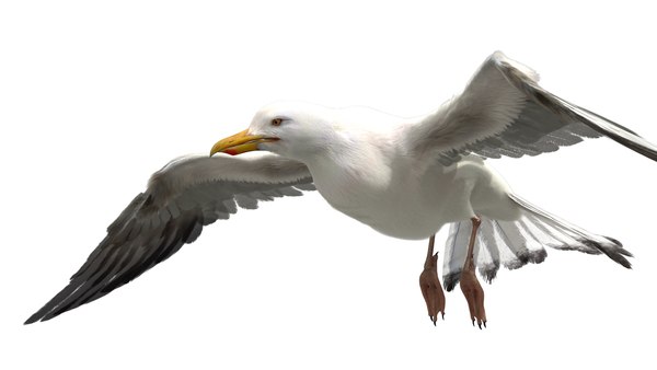 Seagull anatomy skeleton 3D model - TurboSquid 1525274