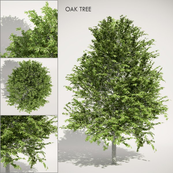 Oak tree 3D - TurboSquid 1361873