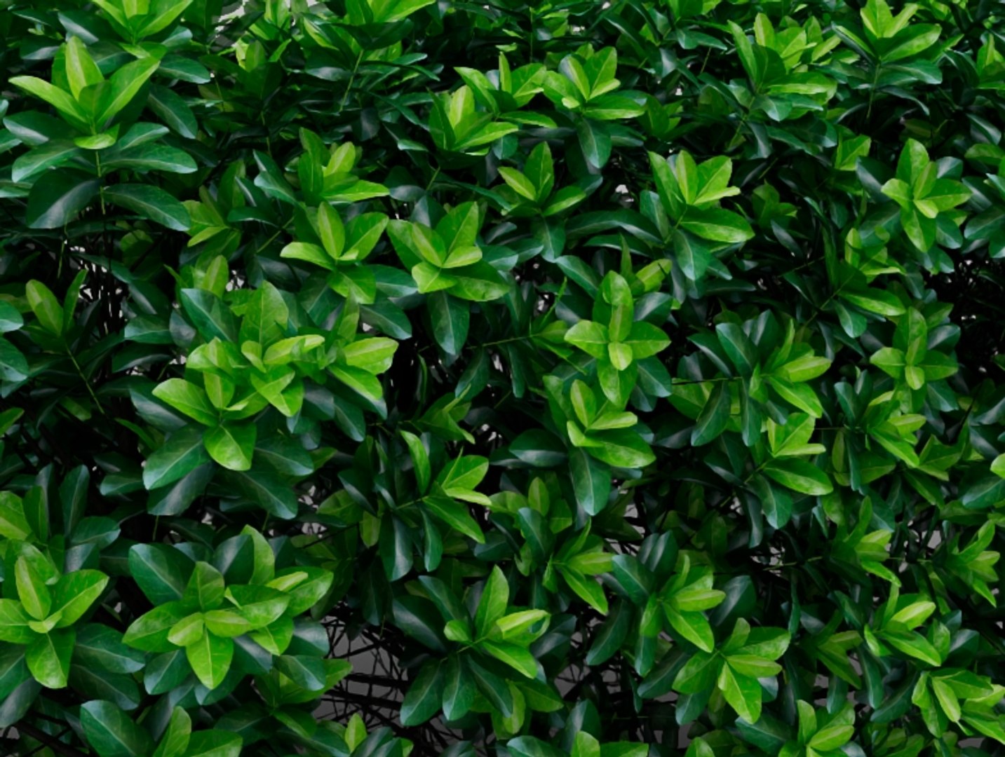 Green Leaf Hedge Ornamental Plant Model Model - TurboSquid 2379480