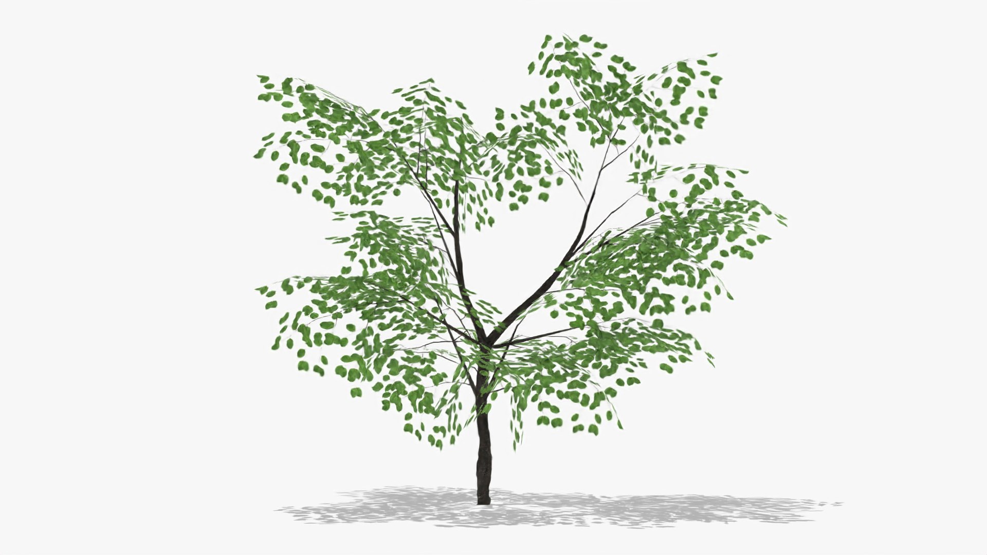 Quince Summer 3D Model - TurboSquid 1630137