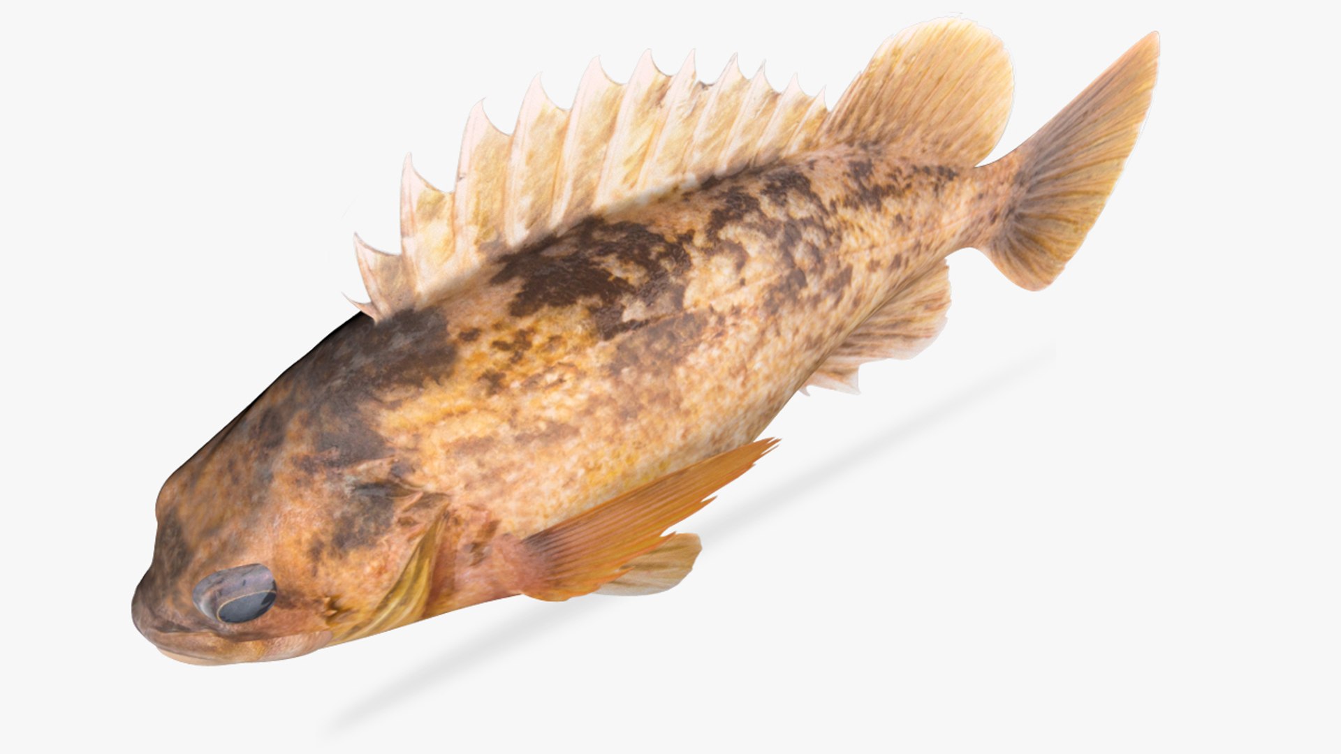 Grass Rockfish Light Version Model - TurboSquid 1599145