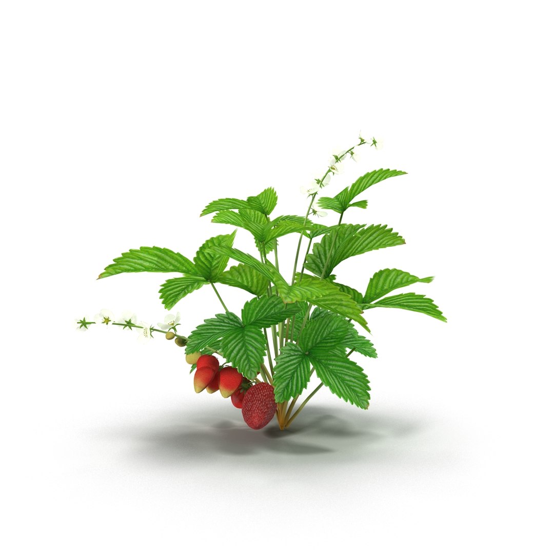 3d Max Strawberry Bush