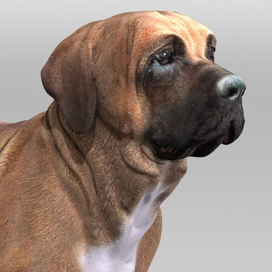 3ds Max Tosa Inu