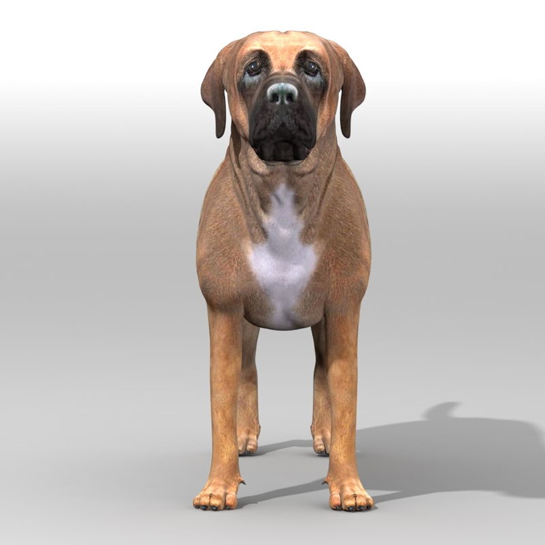 3ds Max Tosa Inu