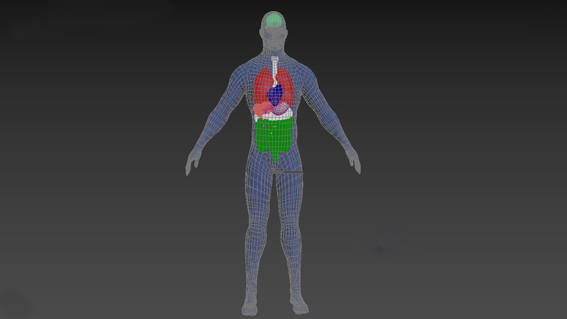 3D Human With Organs - TurboSquid 2301703