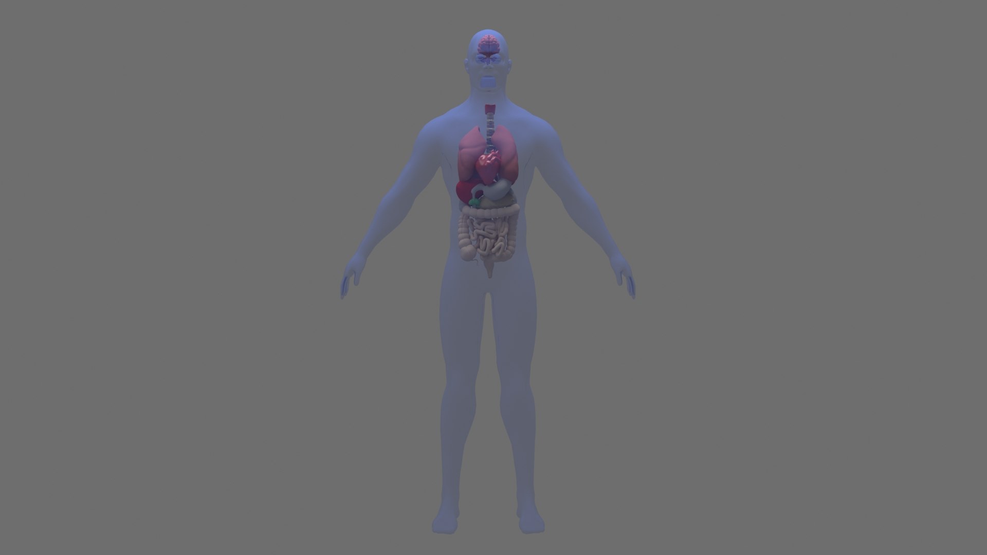 3D Human With Organs - TurboSquid 2301703