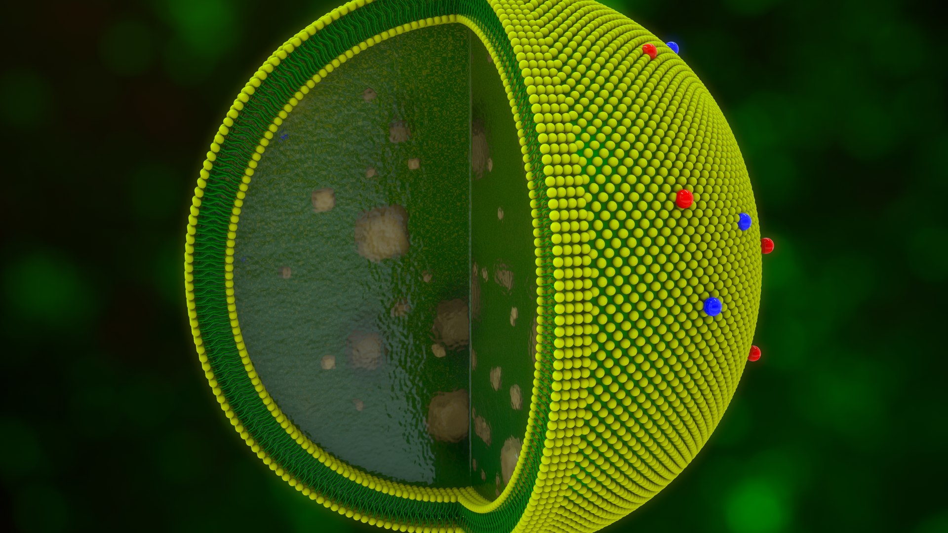 Lysosome Cross Section 3D Model - TurboSquid 2186272