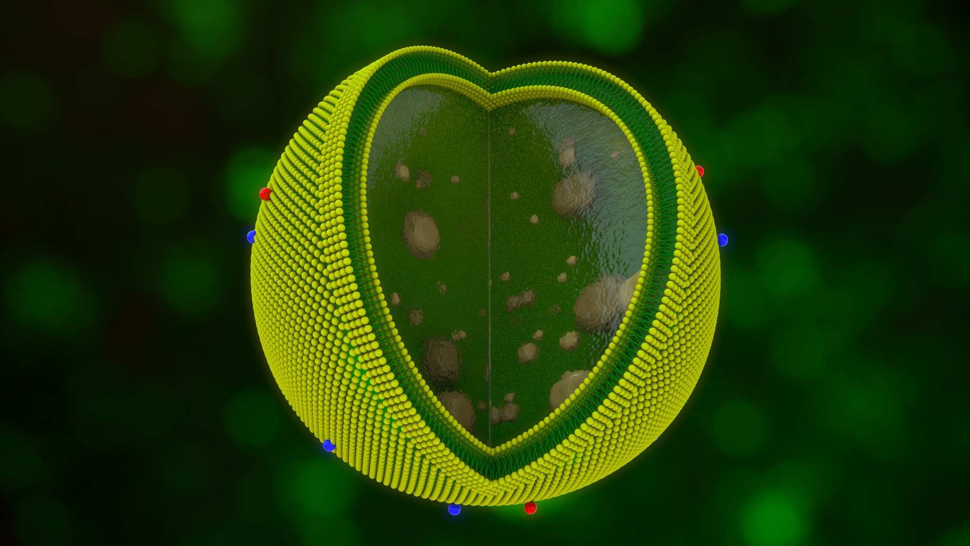 Lysosome Cross Section 3D Model - TurboSquid 2186272