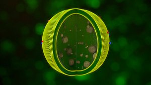 3D Lysosome Models | TurboSquid