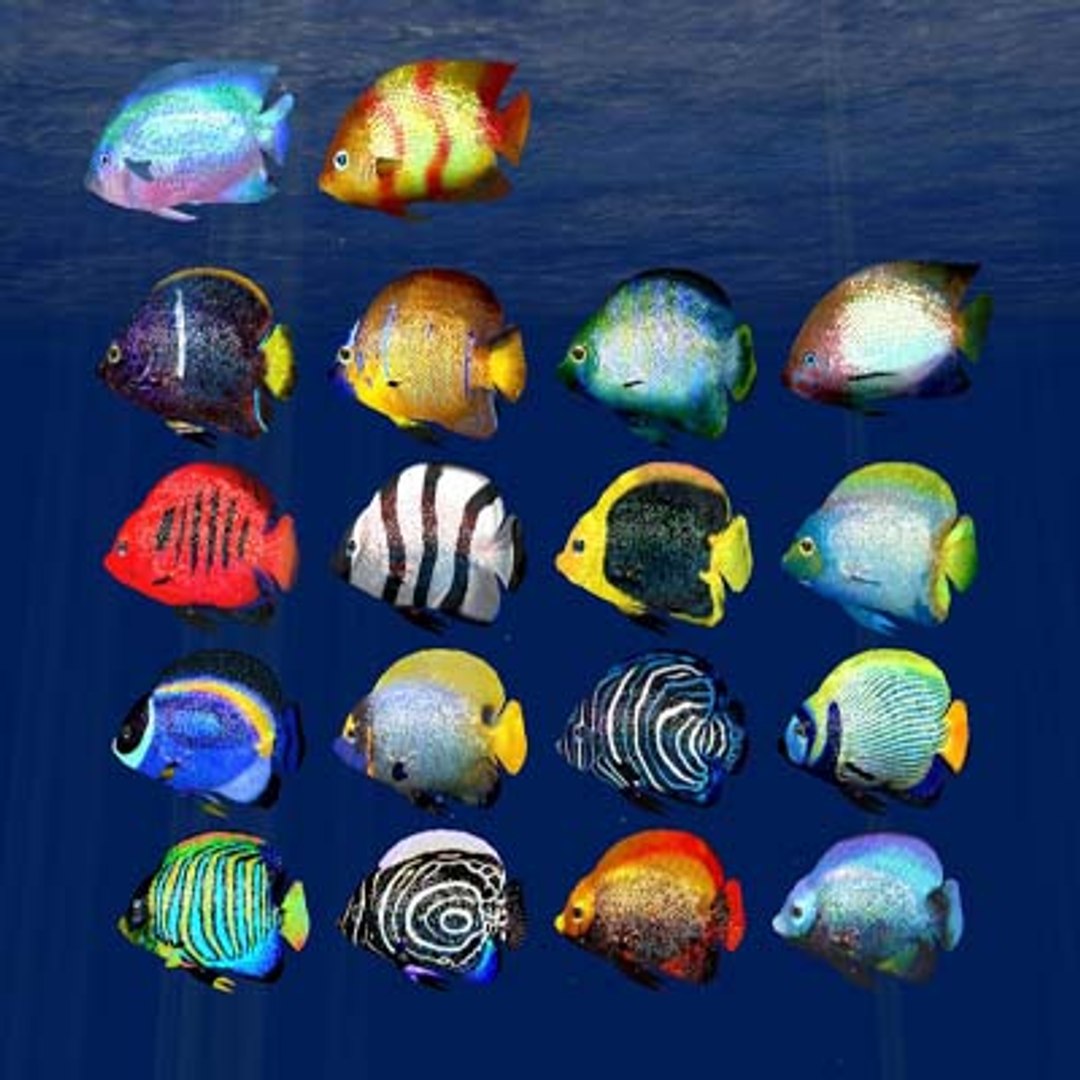 3ds Max Tropical Fish 2