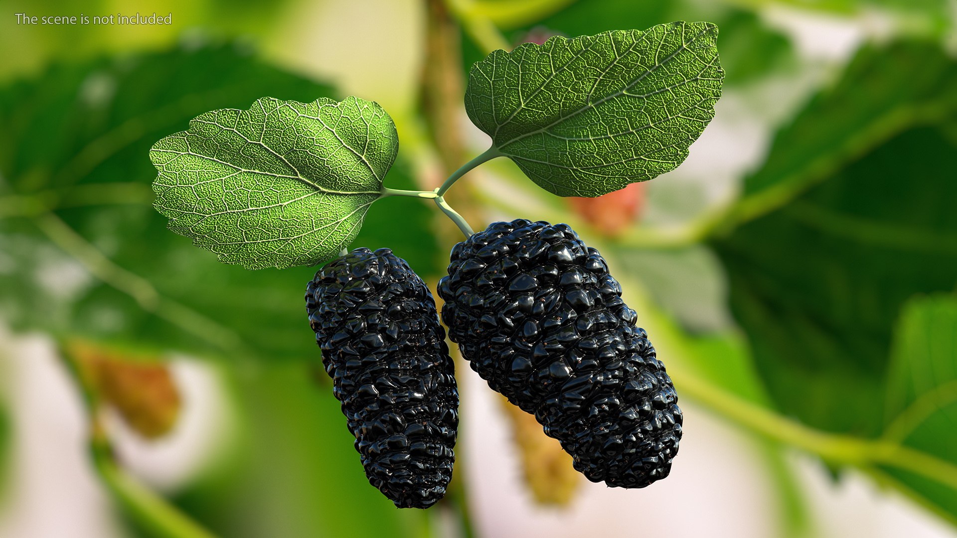 Mulberry Fruit Black With Leaves 3D - TurboSquid 1957231