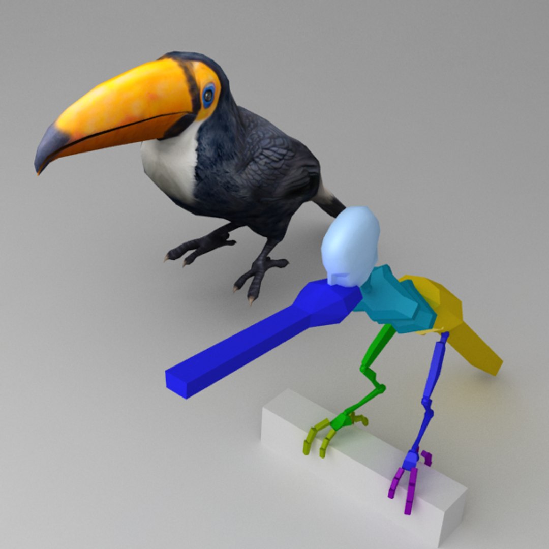 3d model of rigged toucan