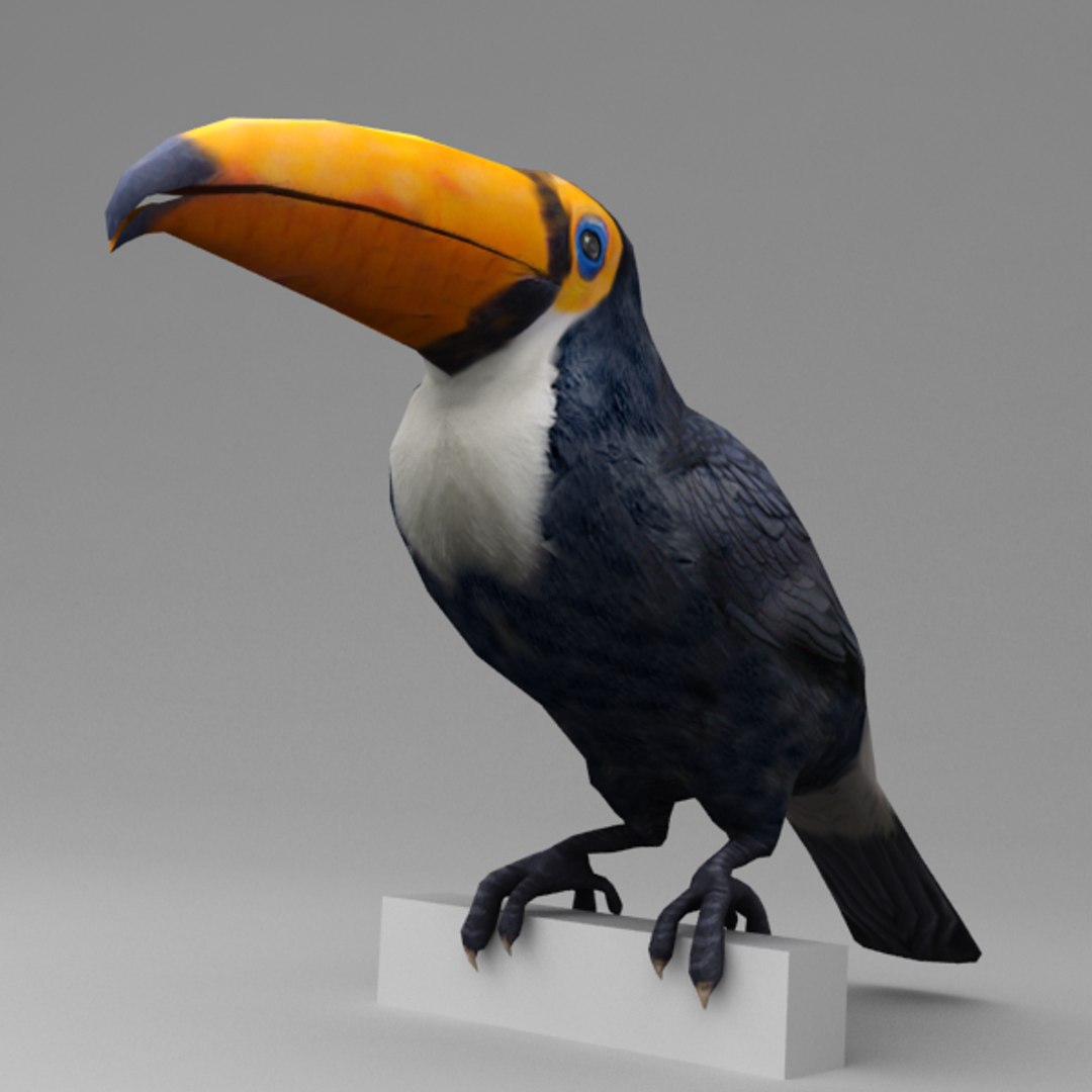 3d model of rigged toucan
