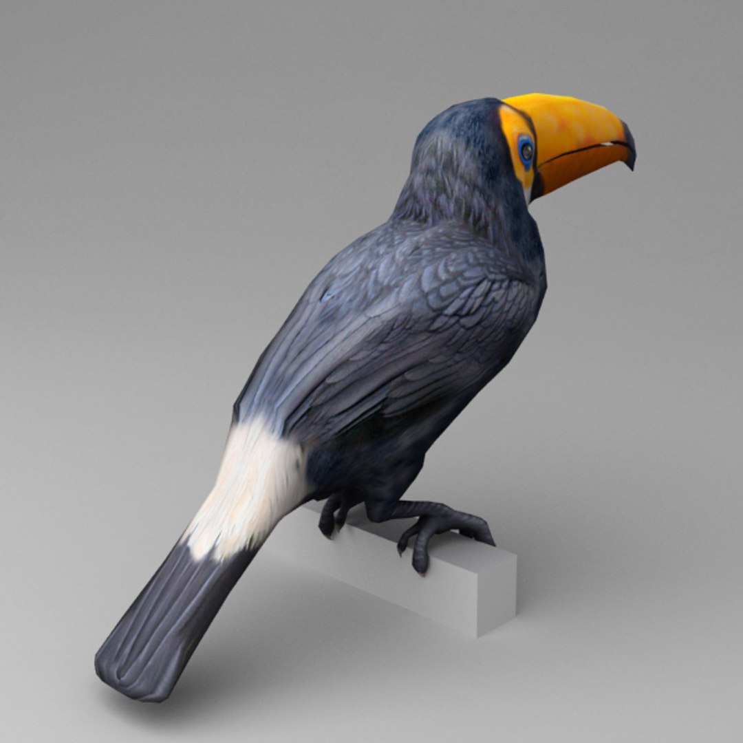 3d model of rigged toucan