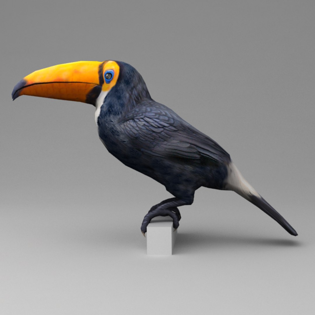 3d model of rigged toucan