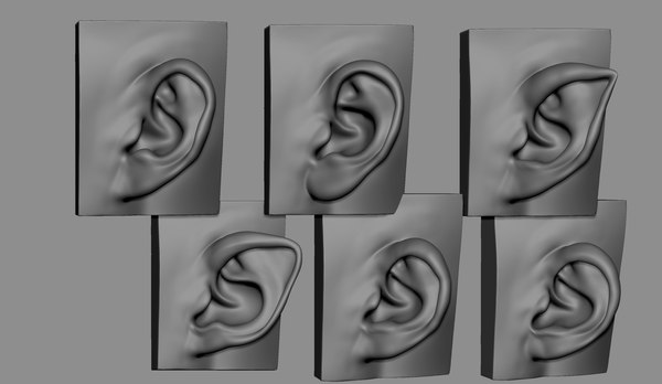 3d model ear anatomy