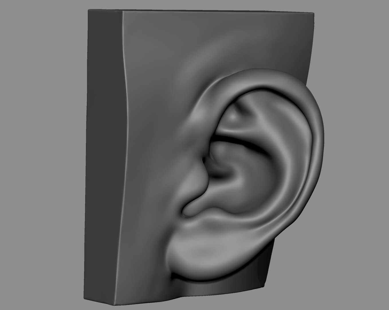 3D Ear Anatomy Model - TurboSquid 1432892