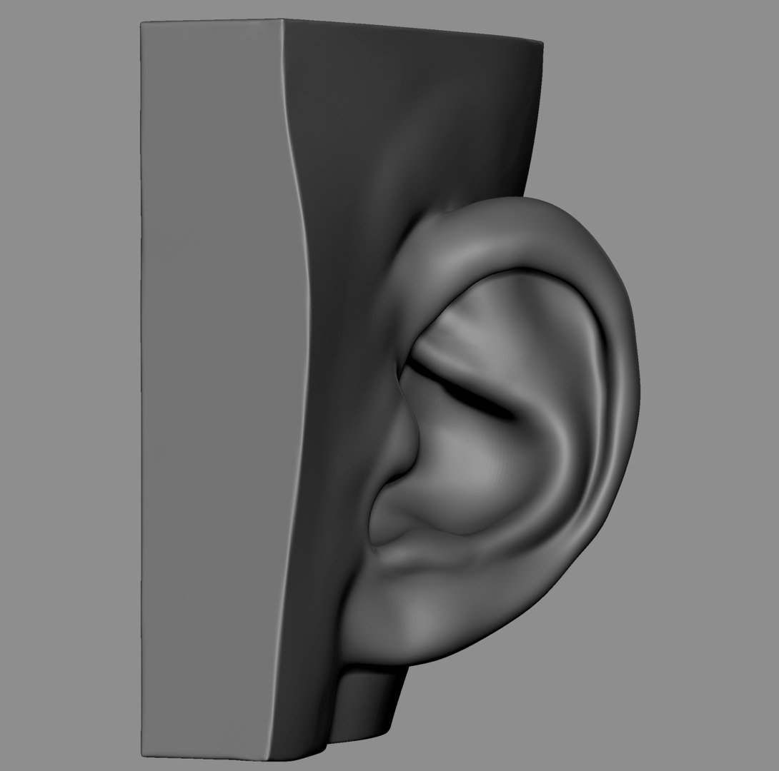 3D Ear Anatomy Model - TurboSquid 1432892