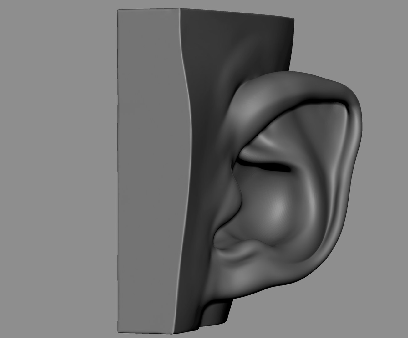 3D Ear Anatomy Model - TurboSquid 1432892