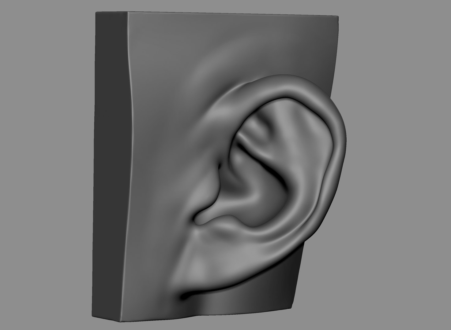 3D Ear Anatomy Model - TurboSquid 1432892