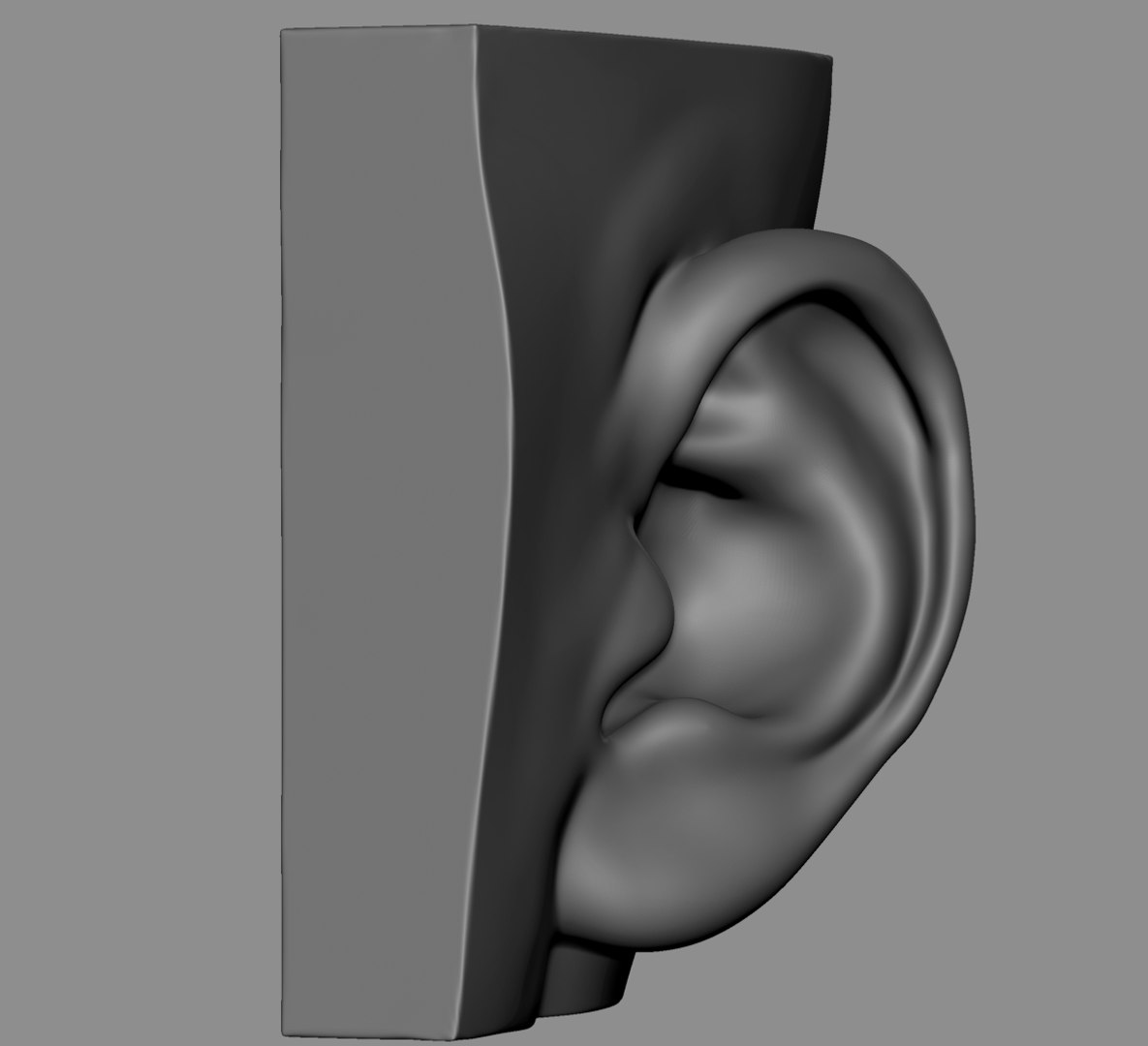 3D Ear Anatomy Model - TurboSquid 1432892
