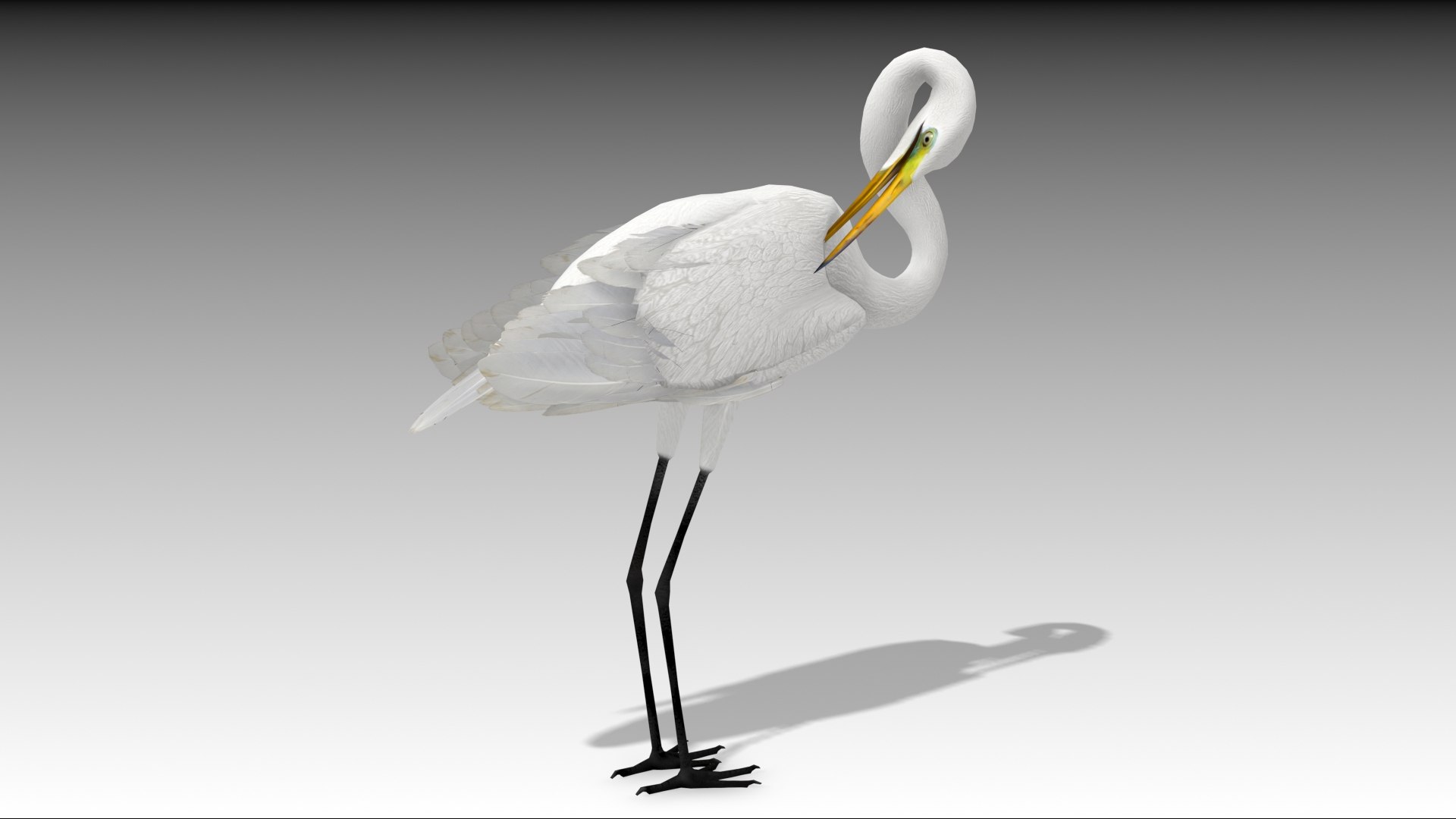 3D Egret Model - TurboSquid 2009072