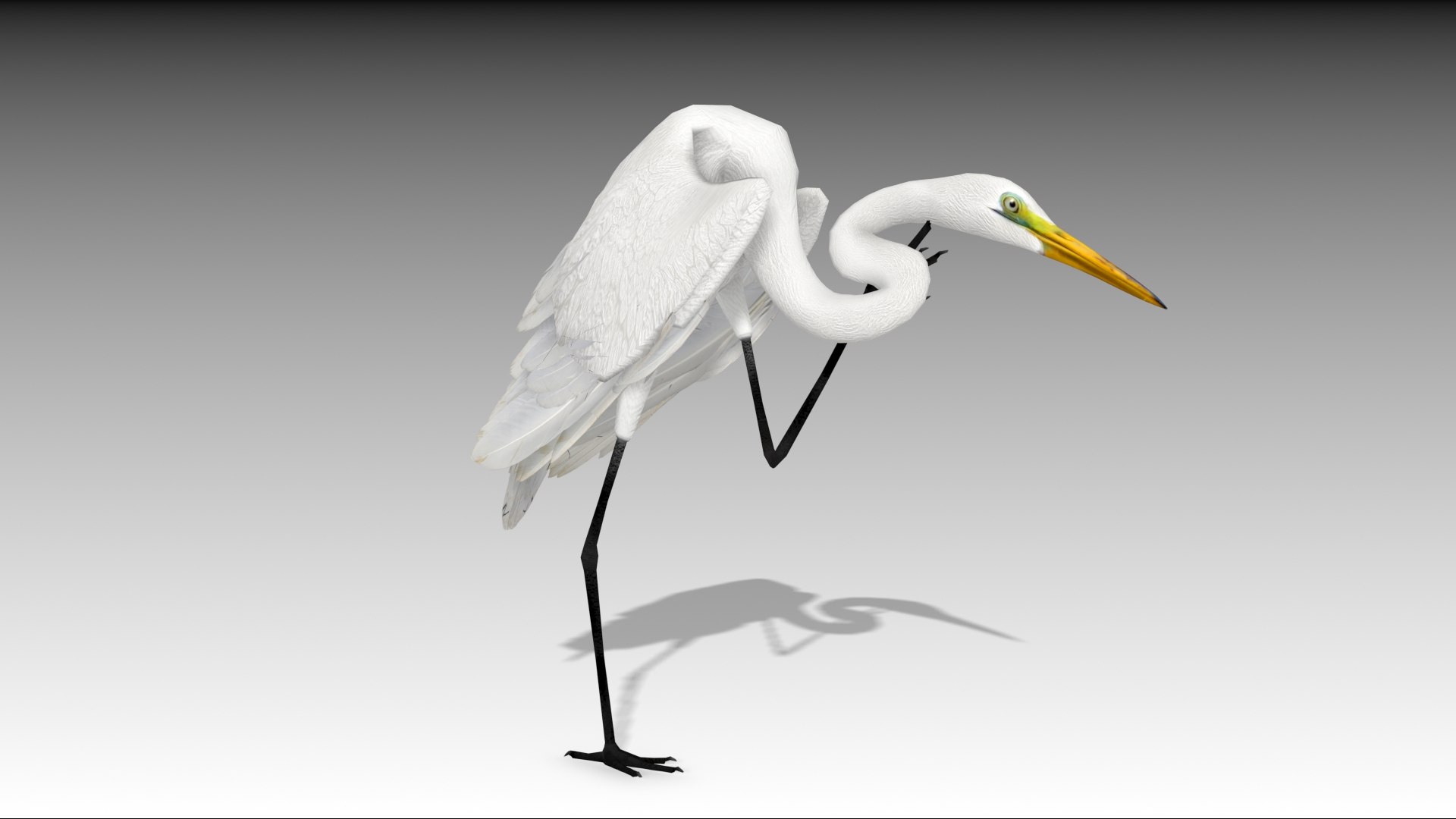 3D Egret Model - TurboSquid 2009072