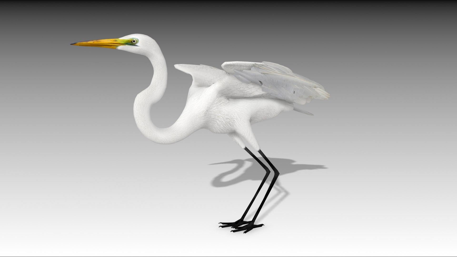 3D Egret Model - TurboSquid 2009072