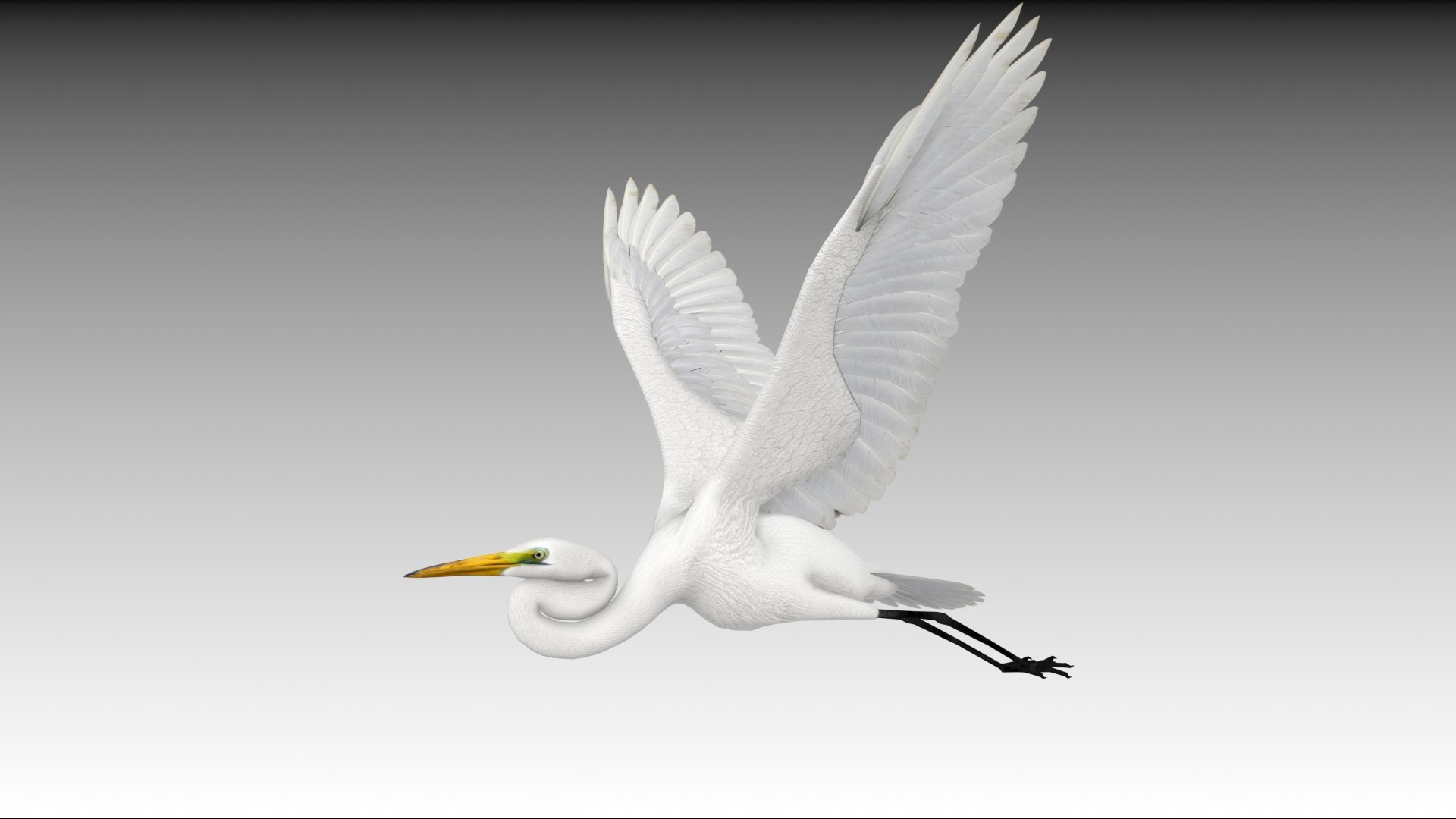 3D Egret Model - TurboSquid 2009072