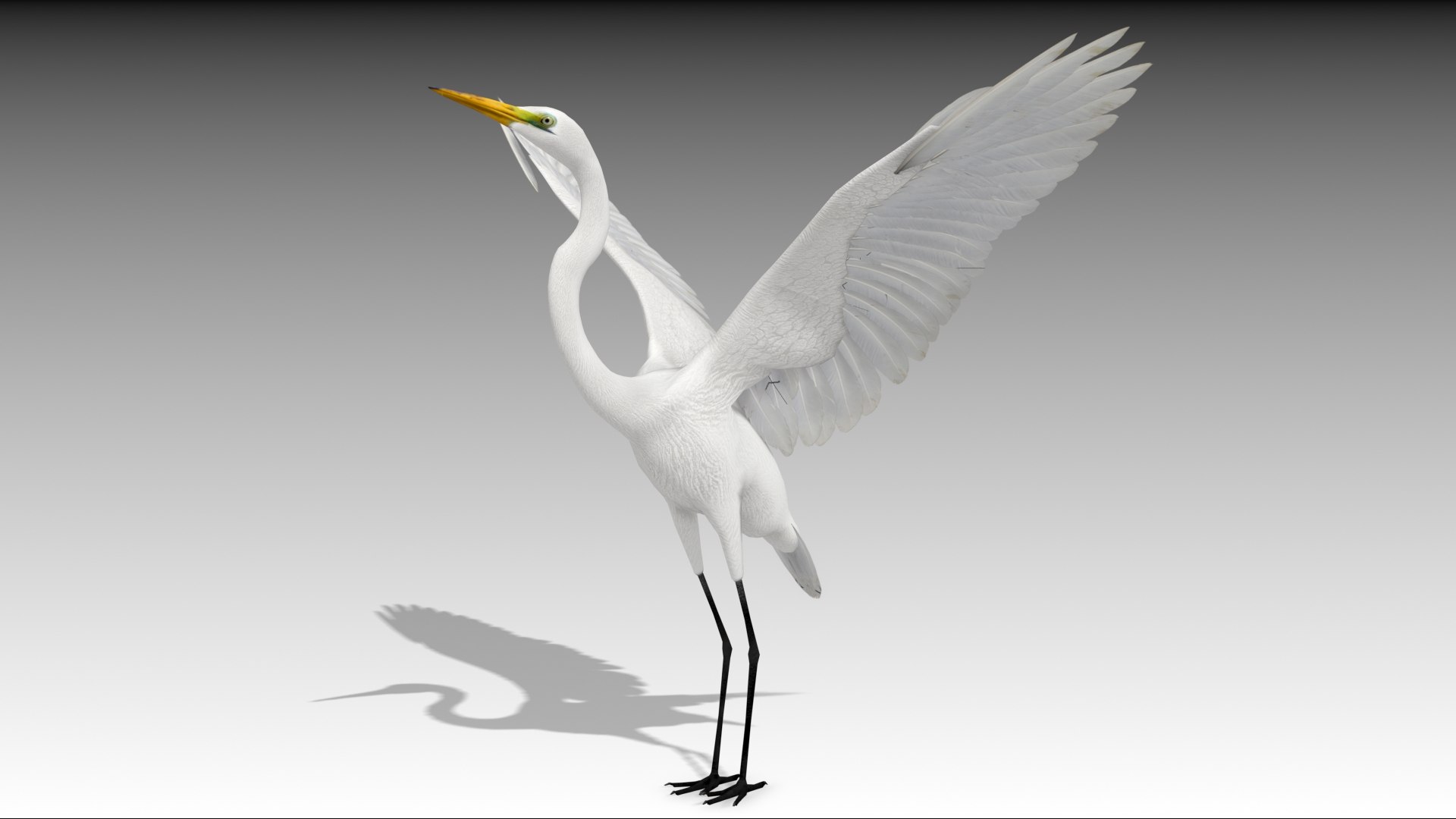 3D Egret Model - TurboSquid 2009072