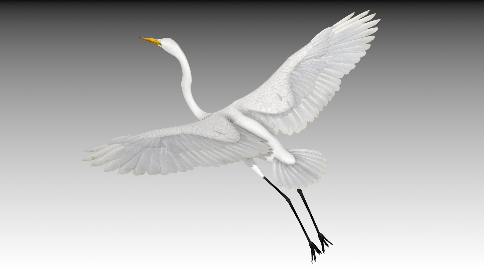 3D Egret Model - TurboSquid 2009072