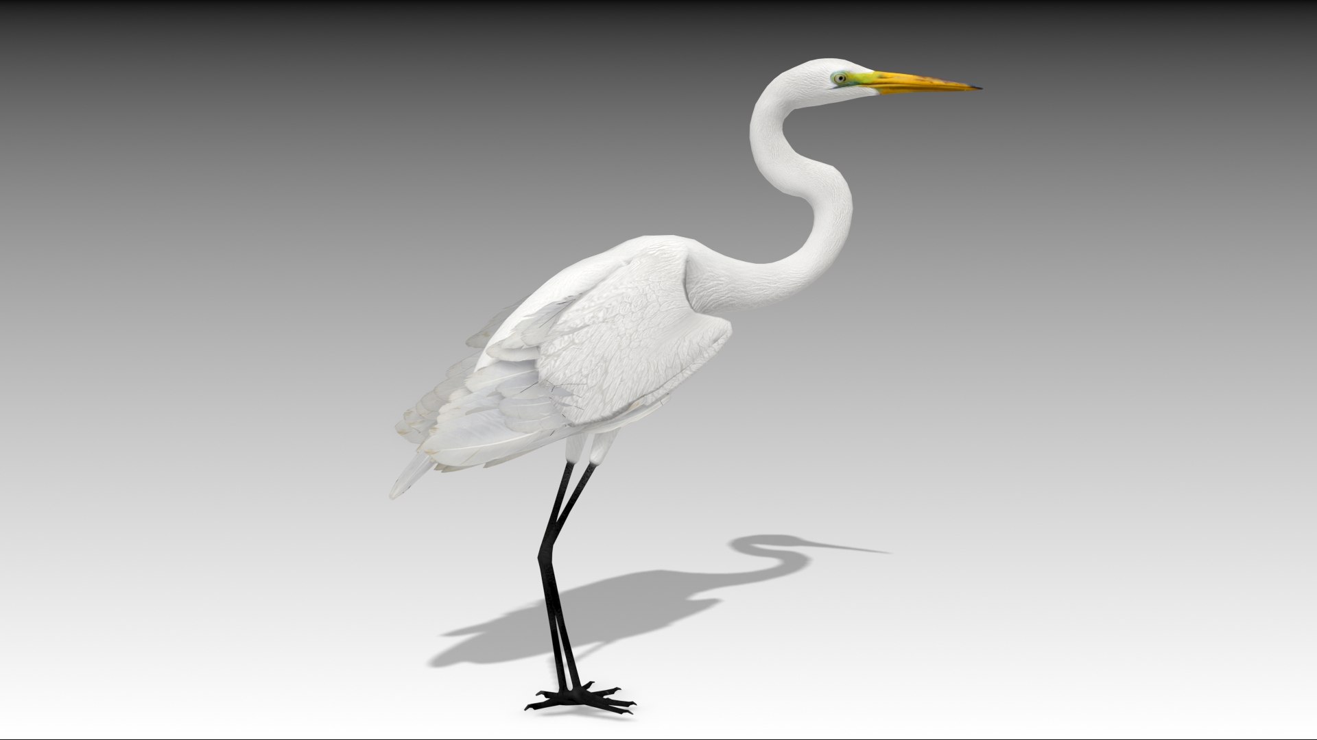3D Egret Model - TurboSquid 2009072