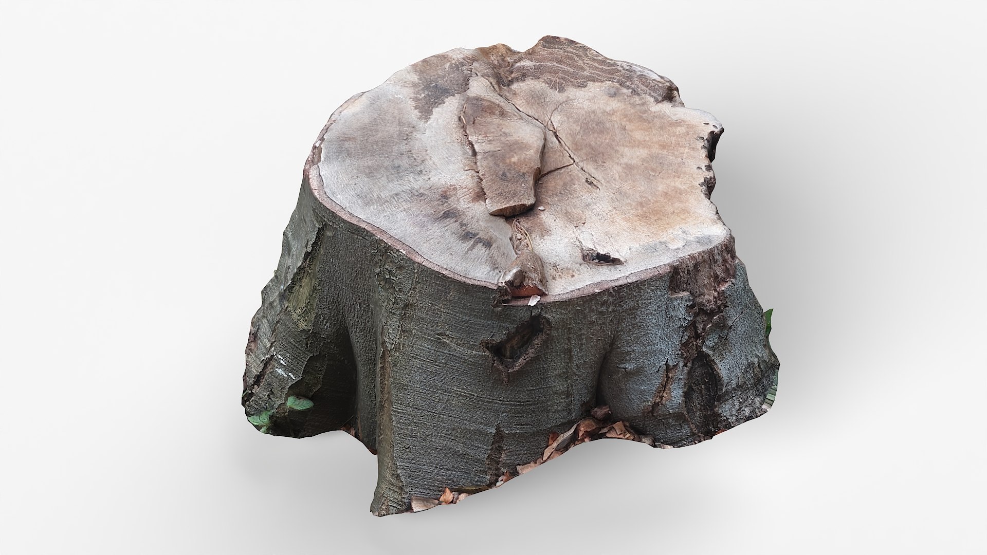 3D Tree Stump Collection 14 - TurboSquid 2139143