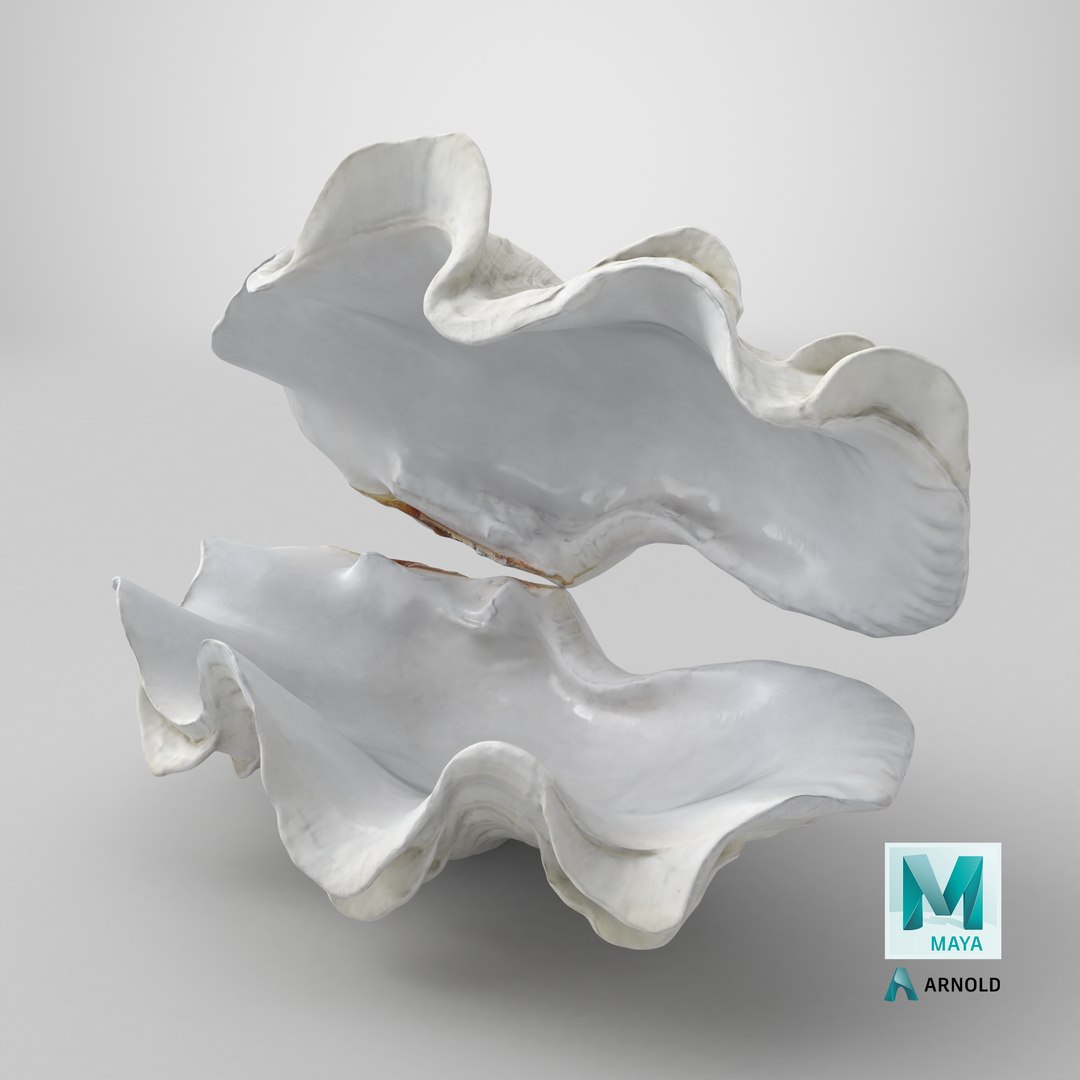Giant Clam Shell Open 3D Model - TurboSquid 2306059