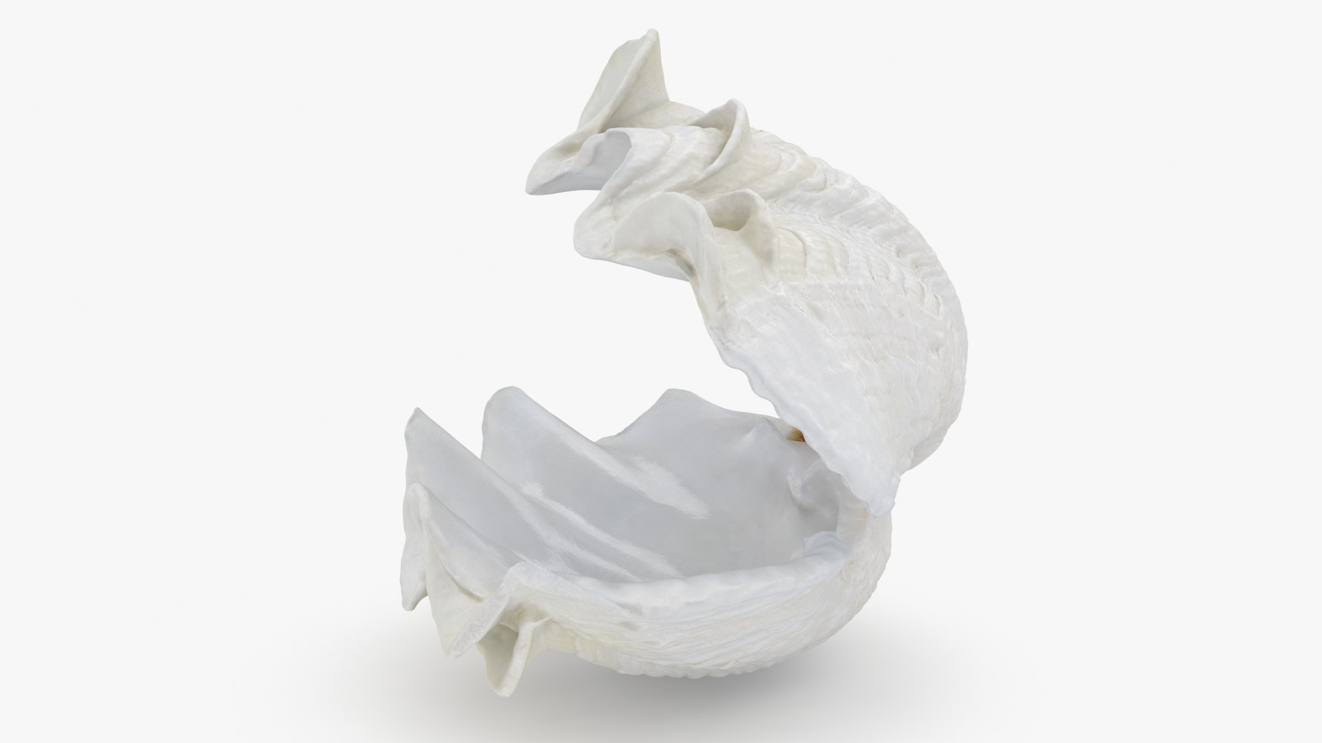 Giant Clam Shell Open 3D Model - TurboSquid 2306059
